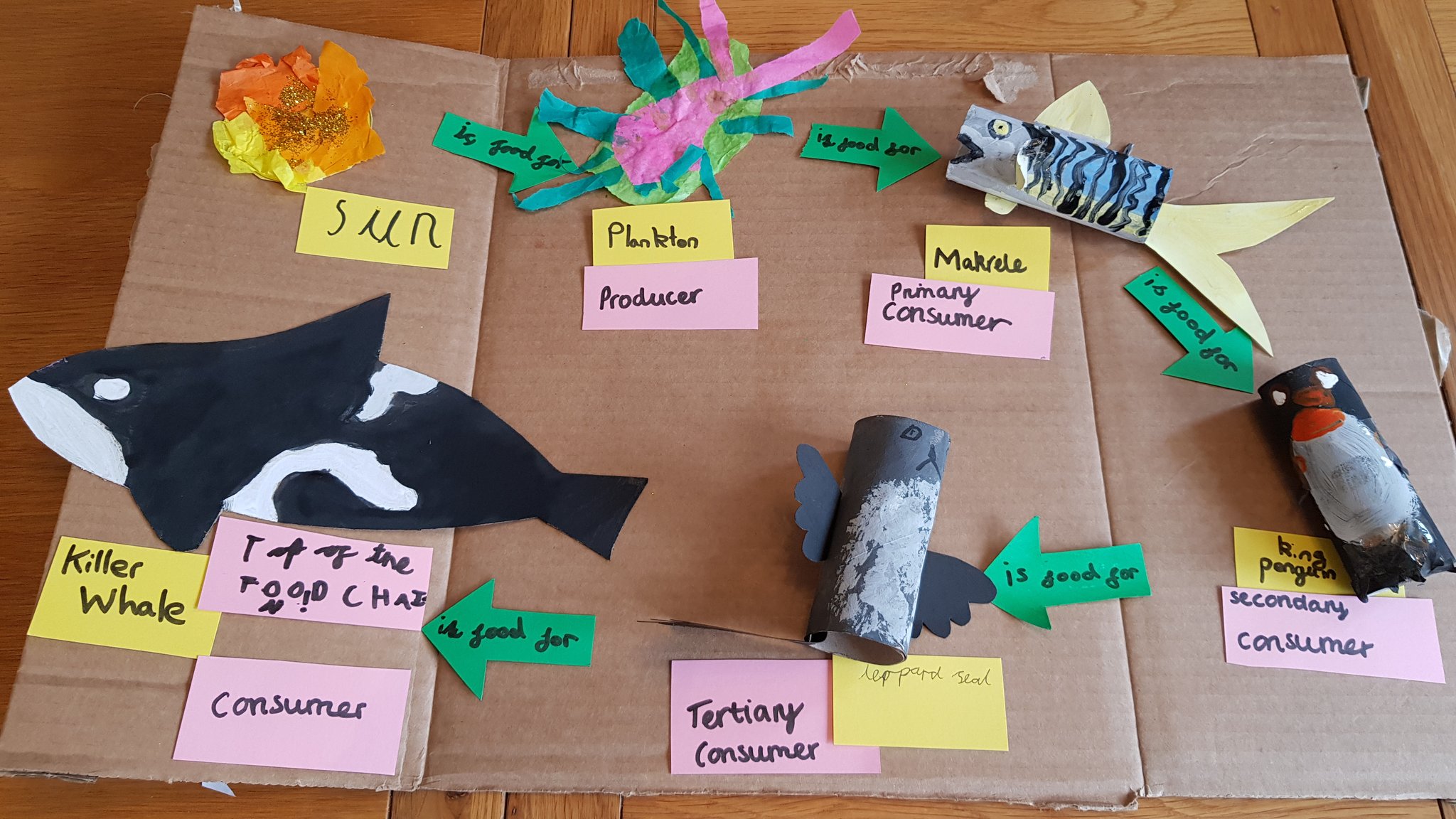 Food Chain For Kids Project