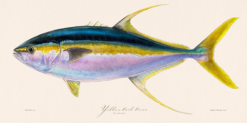 Yellowtail Tuna Drawing