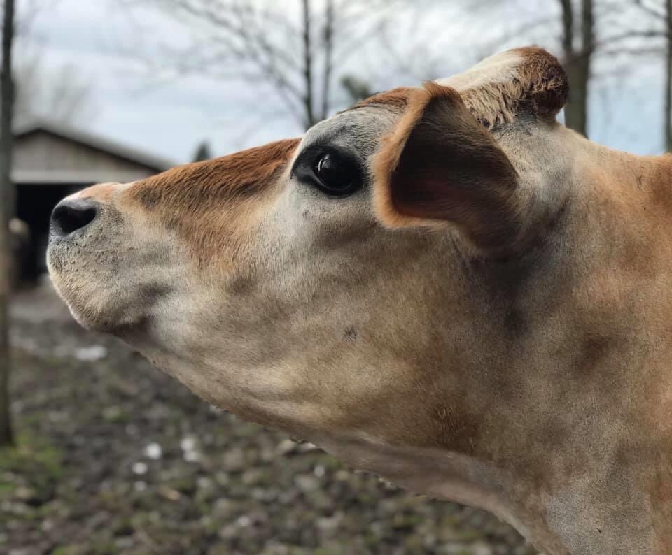 Cow Face Profile