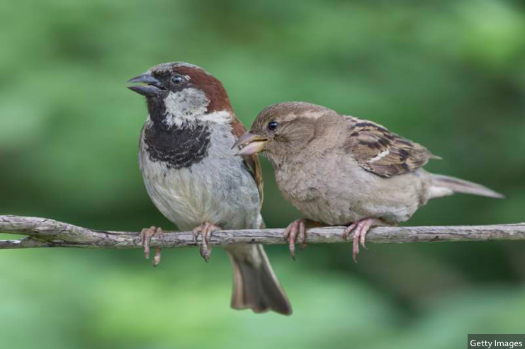 The mild winter has boosted small bird numbers spotted in the annual ...