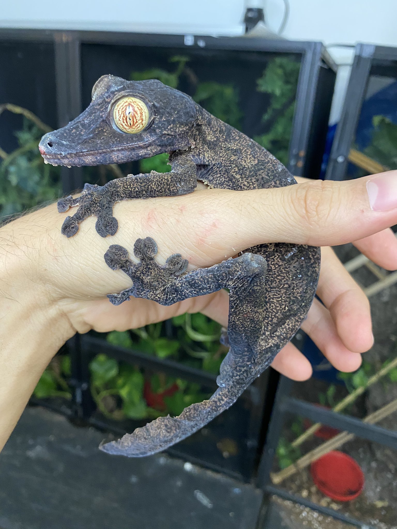Leaf Tailed Gecko With Wings Leaf Tailed Gecko Etsy