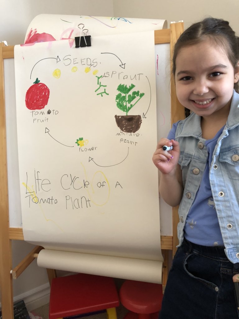 Tomato Plant Life Cycle For Kids