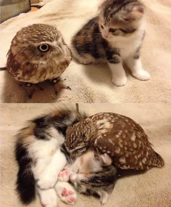 Owls Flying Cat