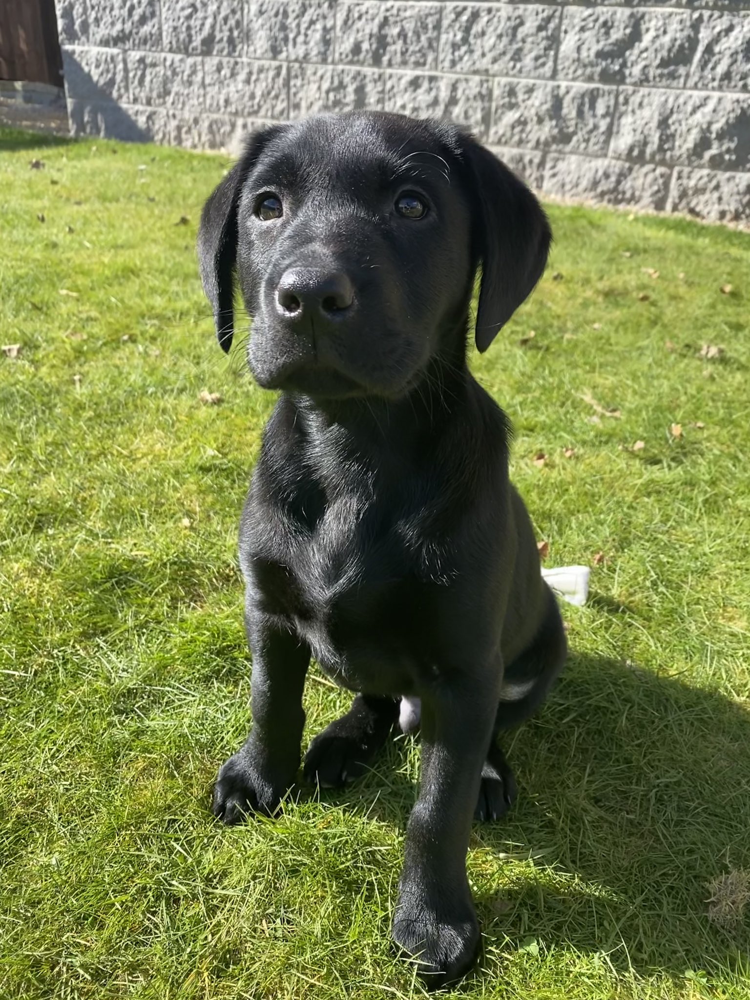 Black Lab Puppy 12 Weeks