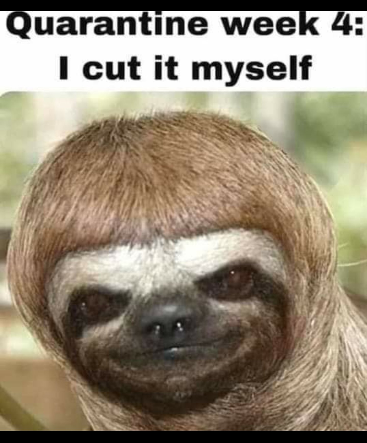 Whispering Sloth Meme