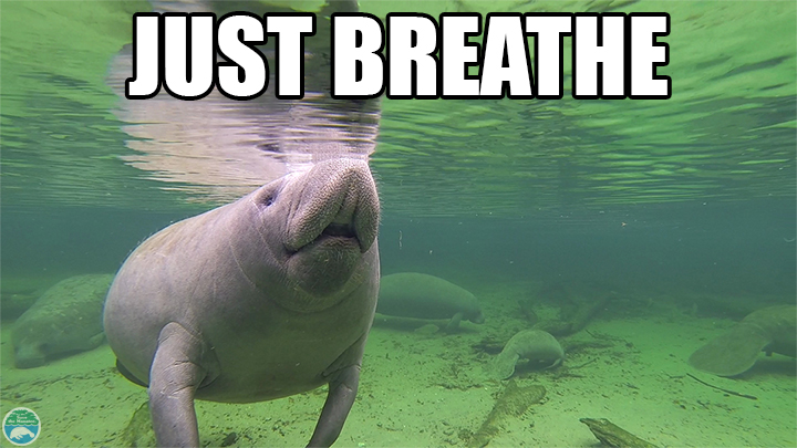 Calming Manatee