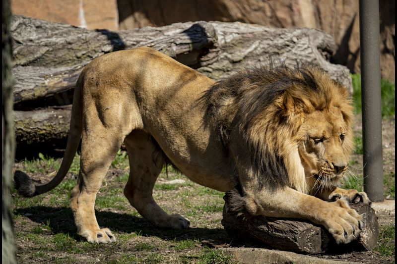 African lion brothers Brutus and Titus arrived at an empty Brookfield ...
