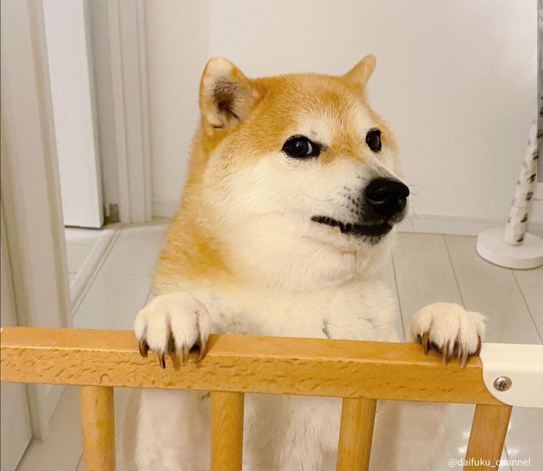 Angry Shibe Memes Who Was The Dog Behind Dogecoin? WSJ