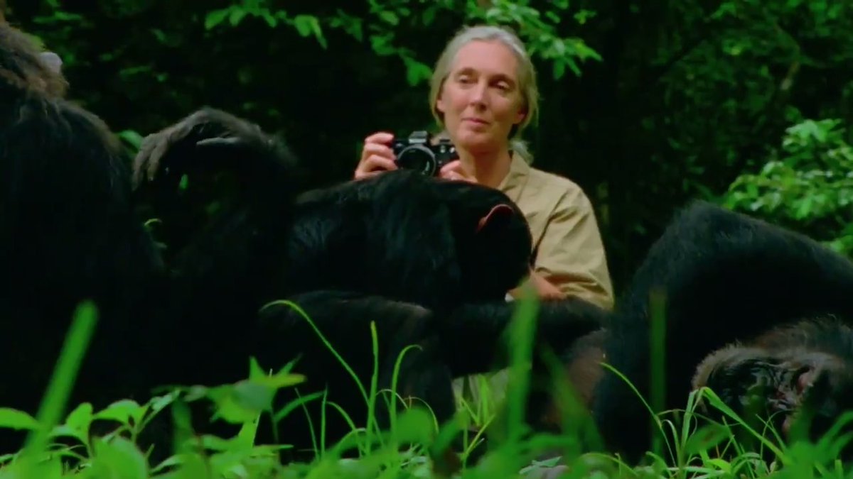 On April 3, 1934, a legendary primatologist was born and would change ...