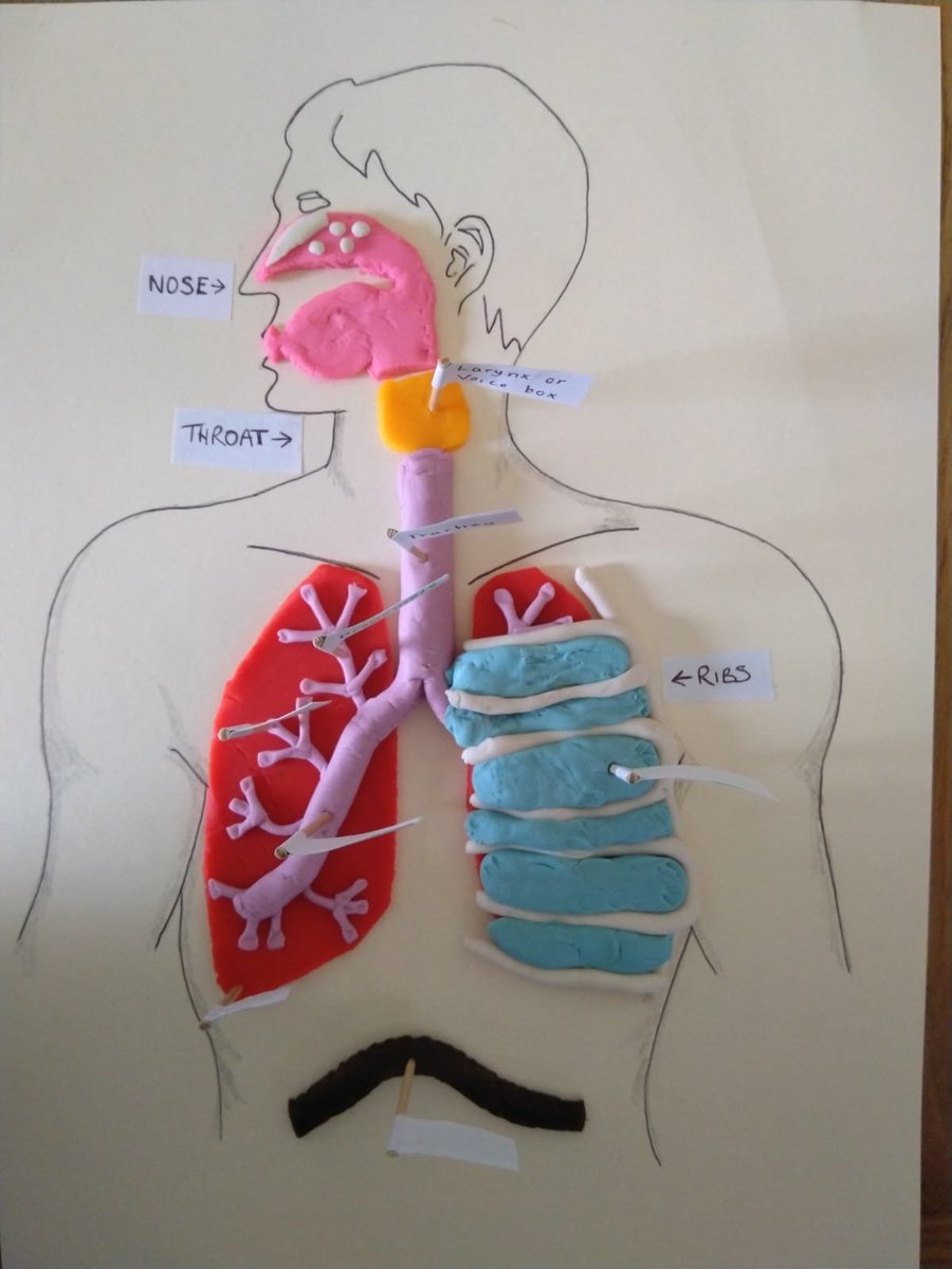 Respiratory System Model Clay