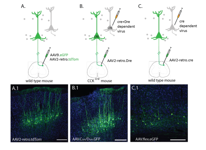 Somatosensory Cortex Mouse