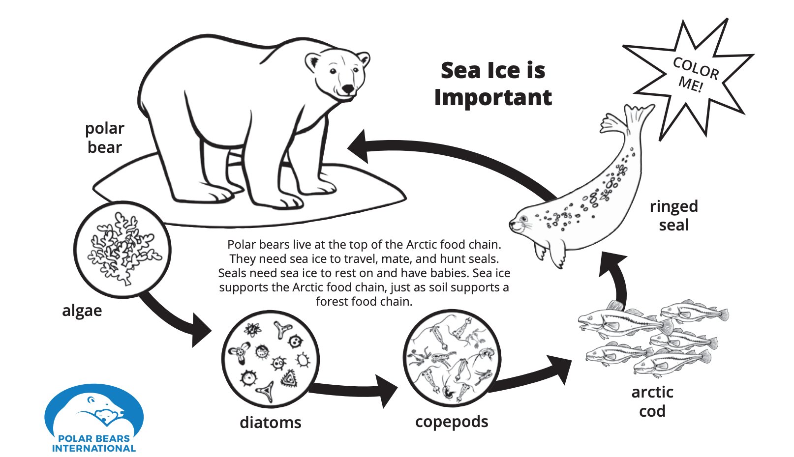 Arctic Polar Bear Food Chain