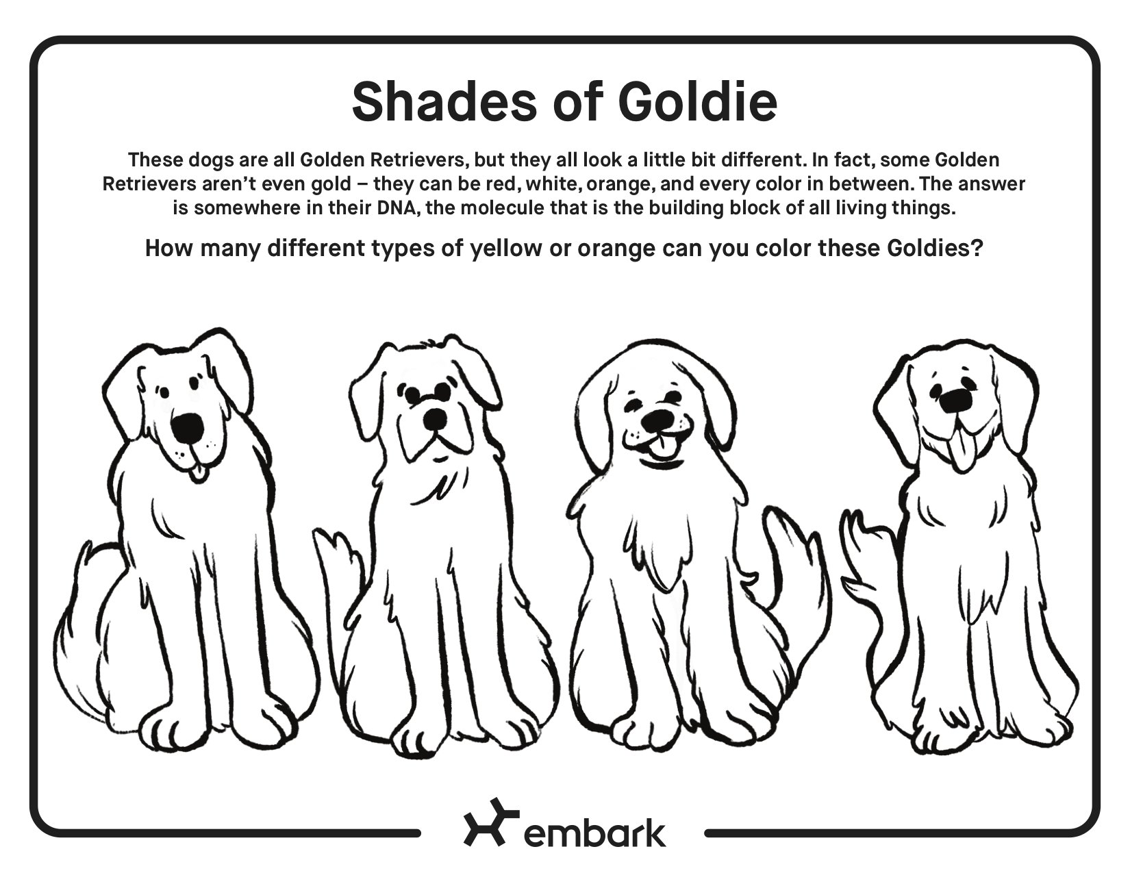 Can You See A Golden Retriever With A Gold Coat