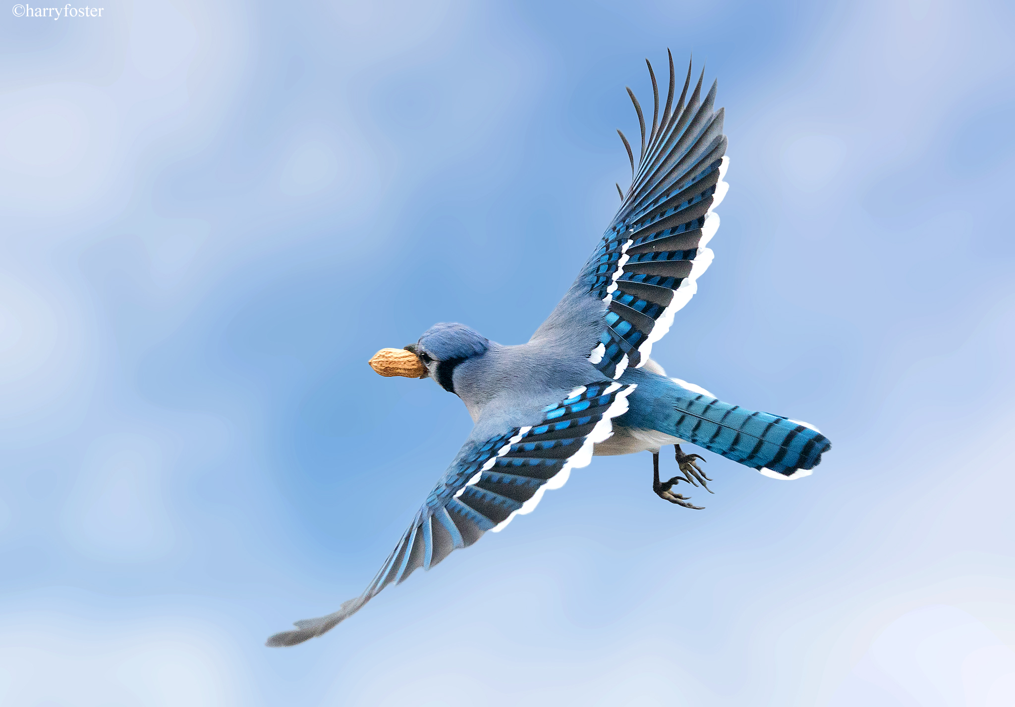 Blue Jay Flying Blue Jay Print – Lucy Reiser Fine Art