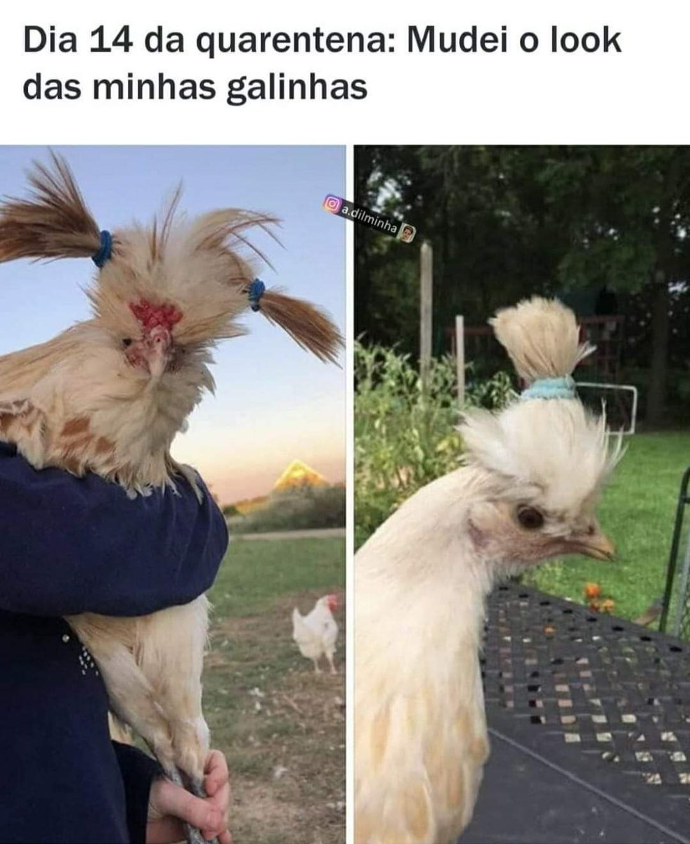 Memes Galinha