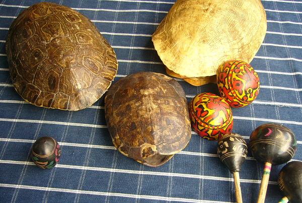 Cambiable Mediana científico caparazon de tortuga instrumento musical ...