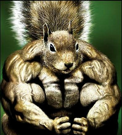 Steroid Squirrel