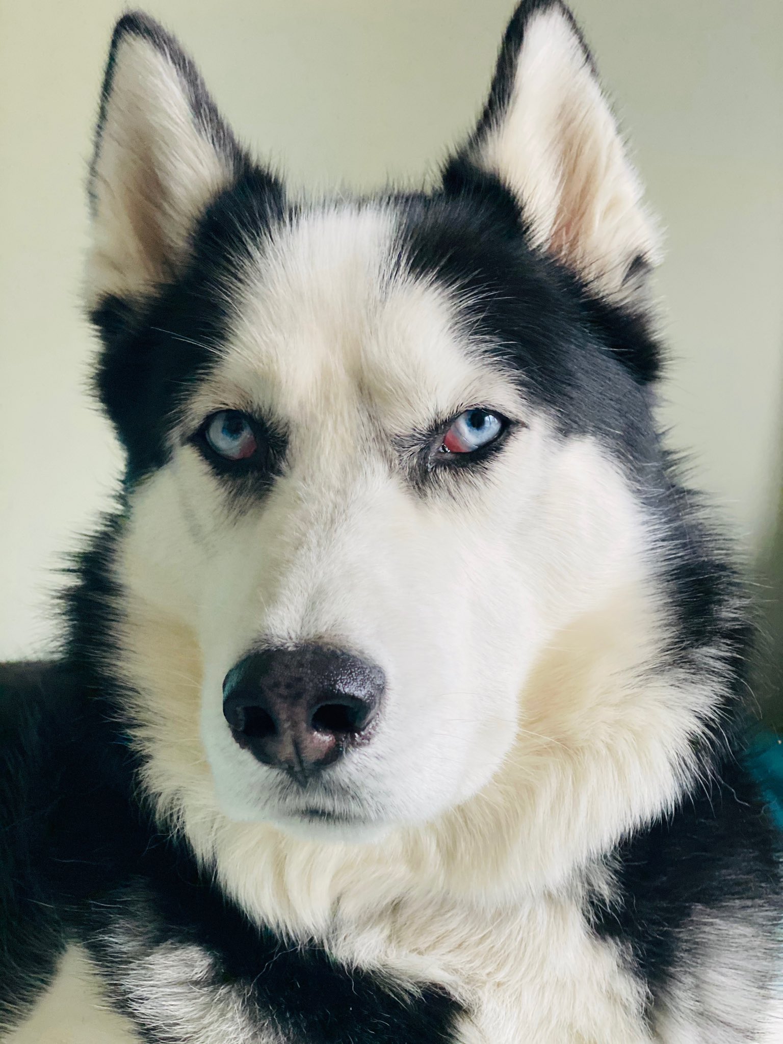 Judgmental Dog