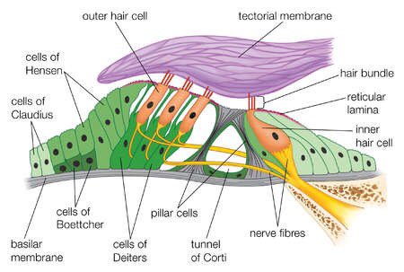 Tectorial Membrane Hair Cells