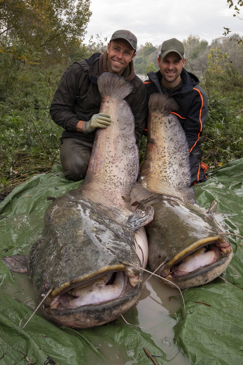 Man Eaten By Catfish