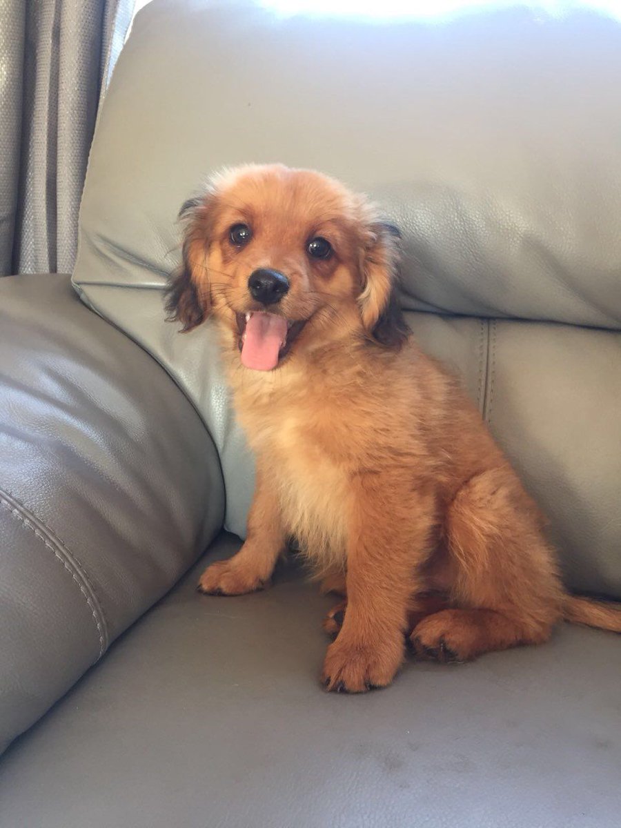 Cocker Spaniel Pomeranian Mix