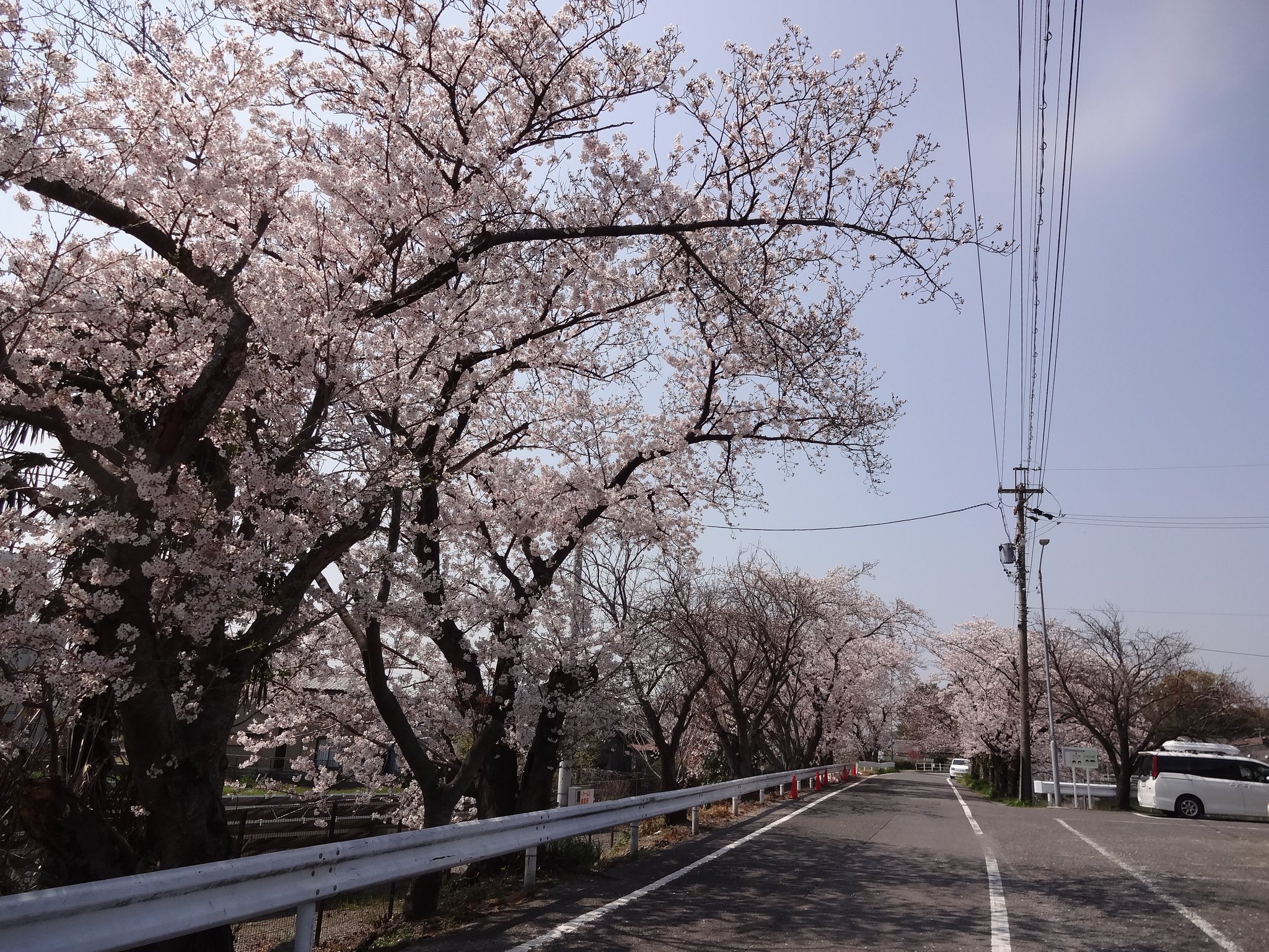 Ruby & Emmeline on Twitter: "4/4 11:12 共長児童センター前の桜（明成町1） ここは短いですが桜のトンネルですな。好きな場所です。 GoogleMap ...