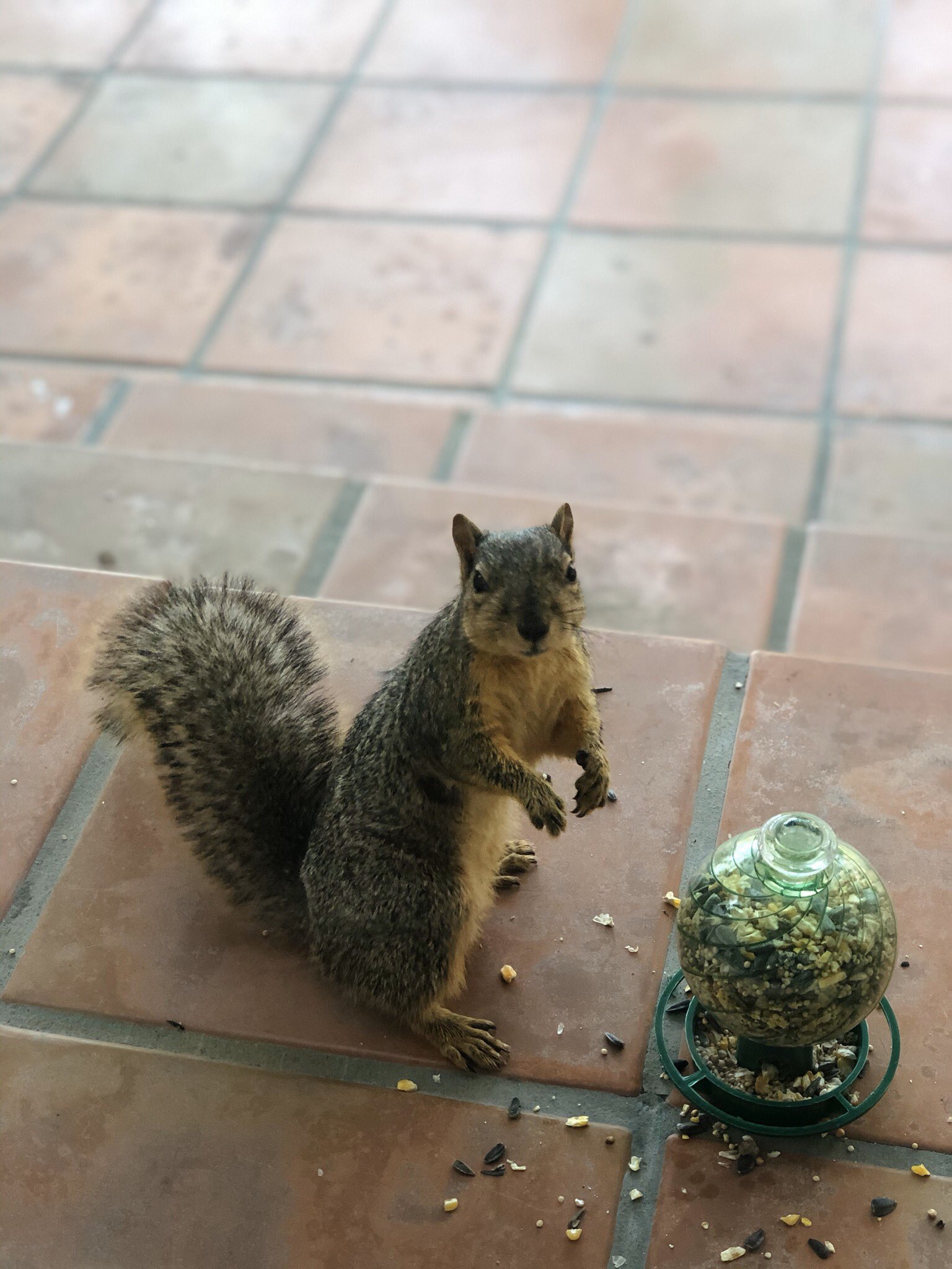 Squirrel With Muscles