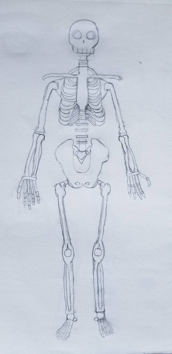 Skeletal System Drawing