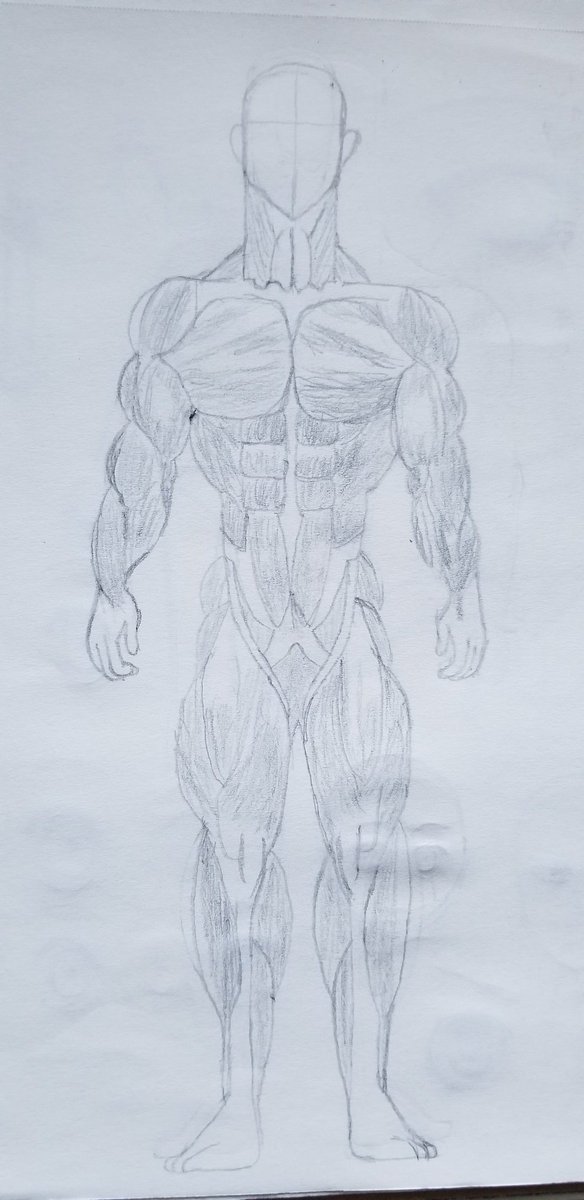 Muscular System Drawing