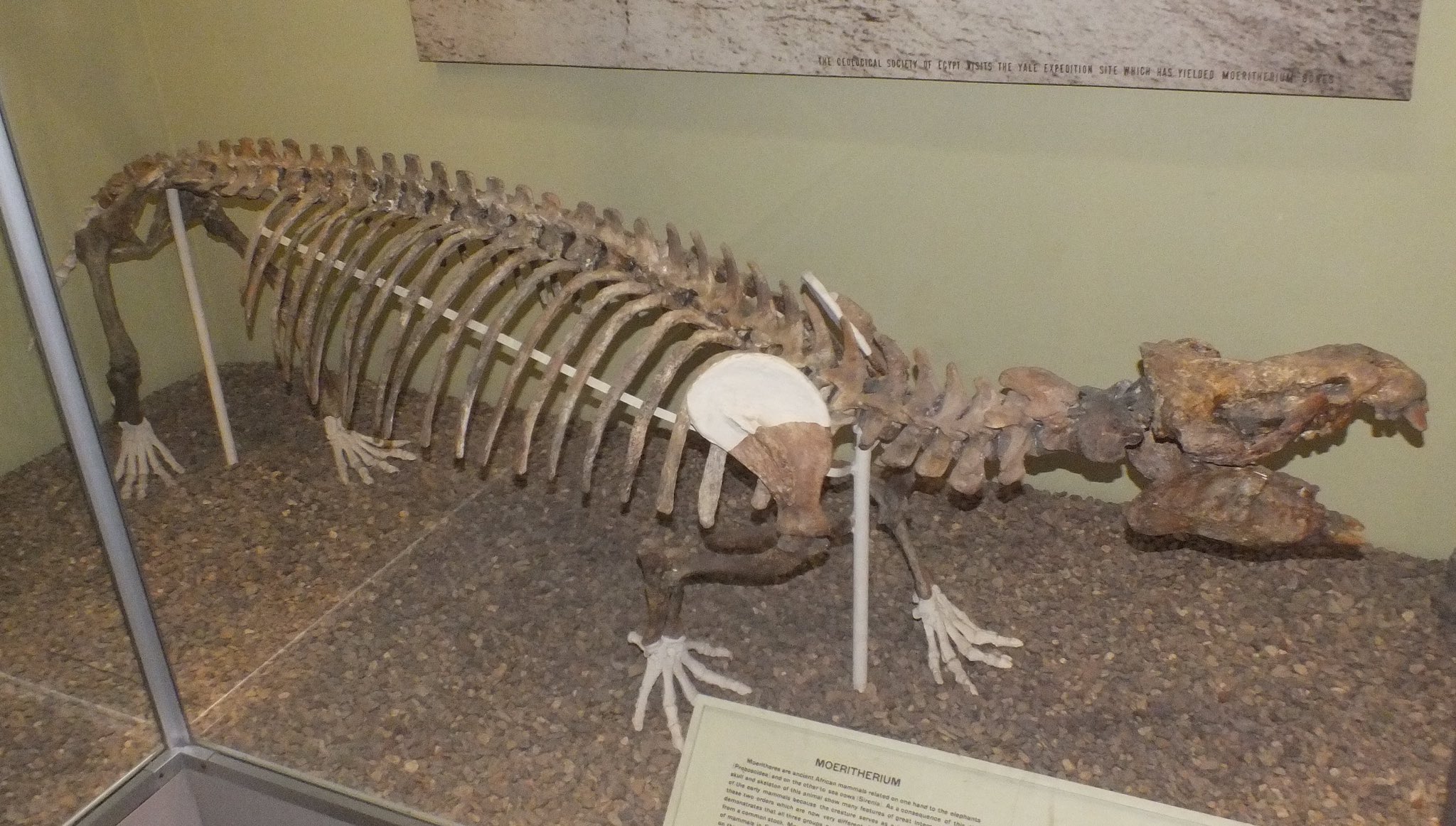 Moeritherium Skeleton