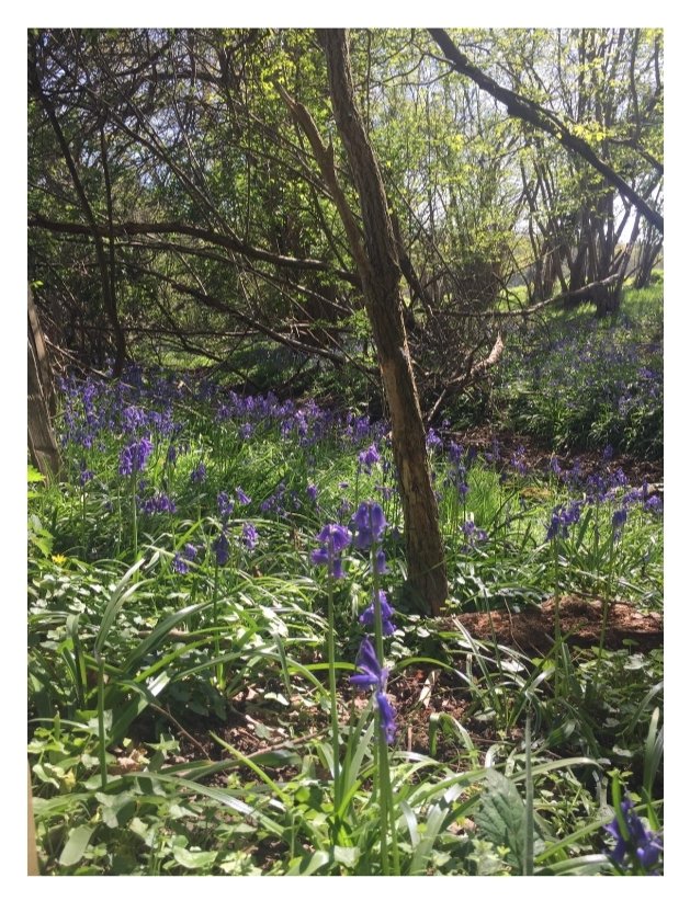 Bennett Memorial Diocesan School