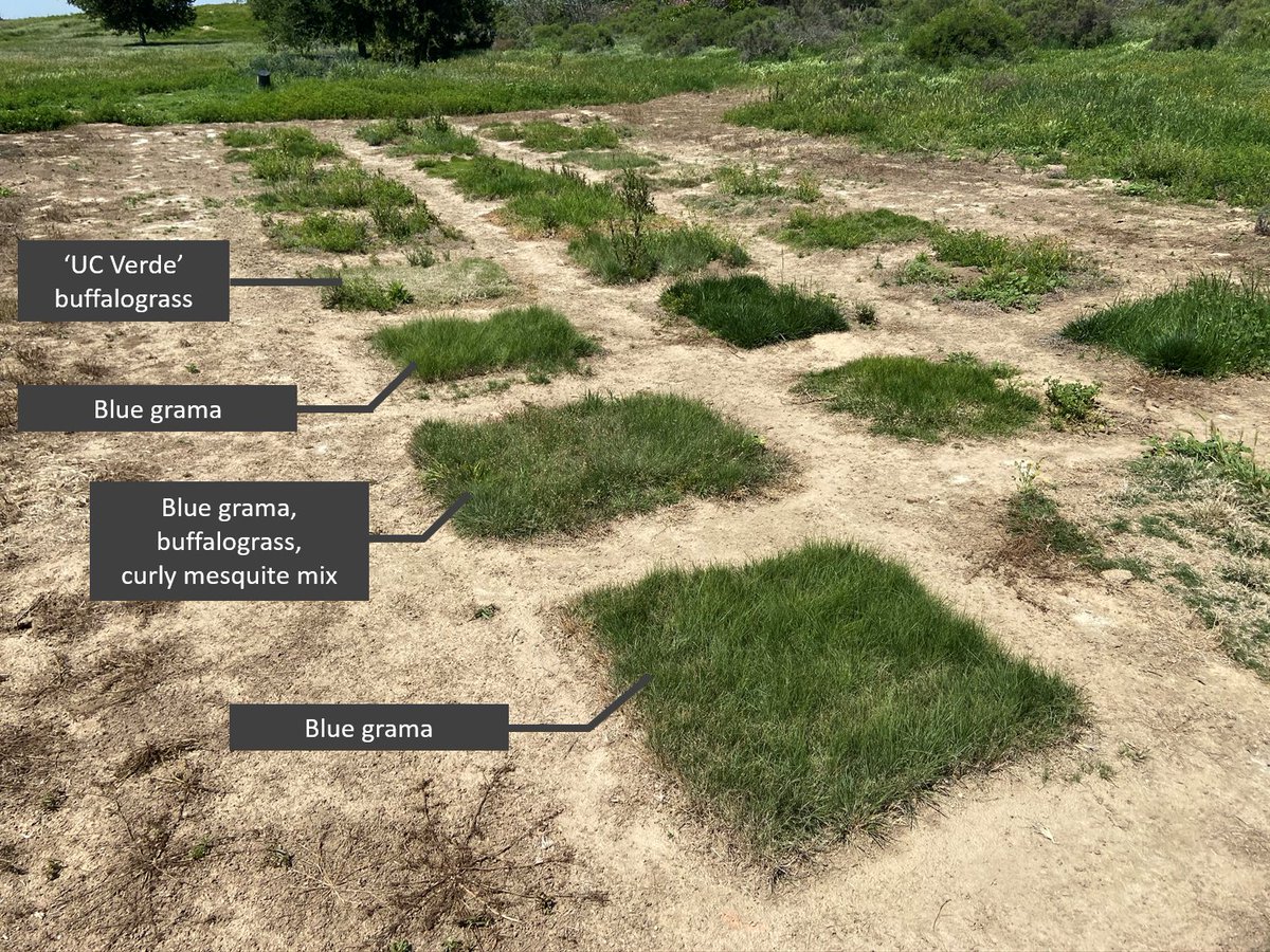 Blue Grama Grass Lawn