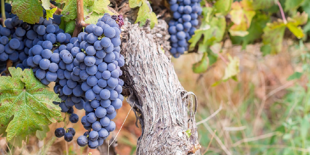 Patho Solutions (@PathoSolutions) | Twitter