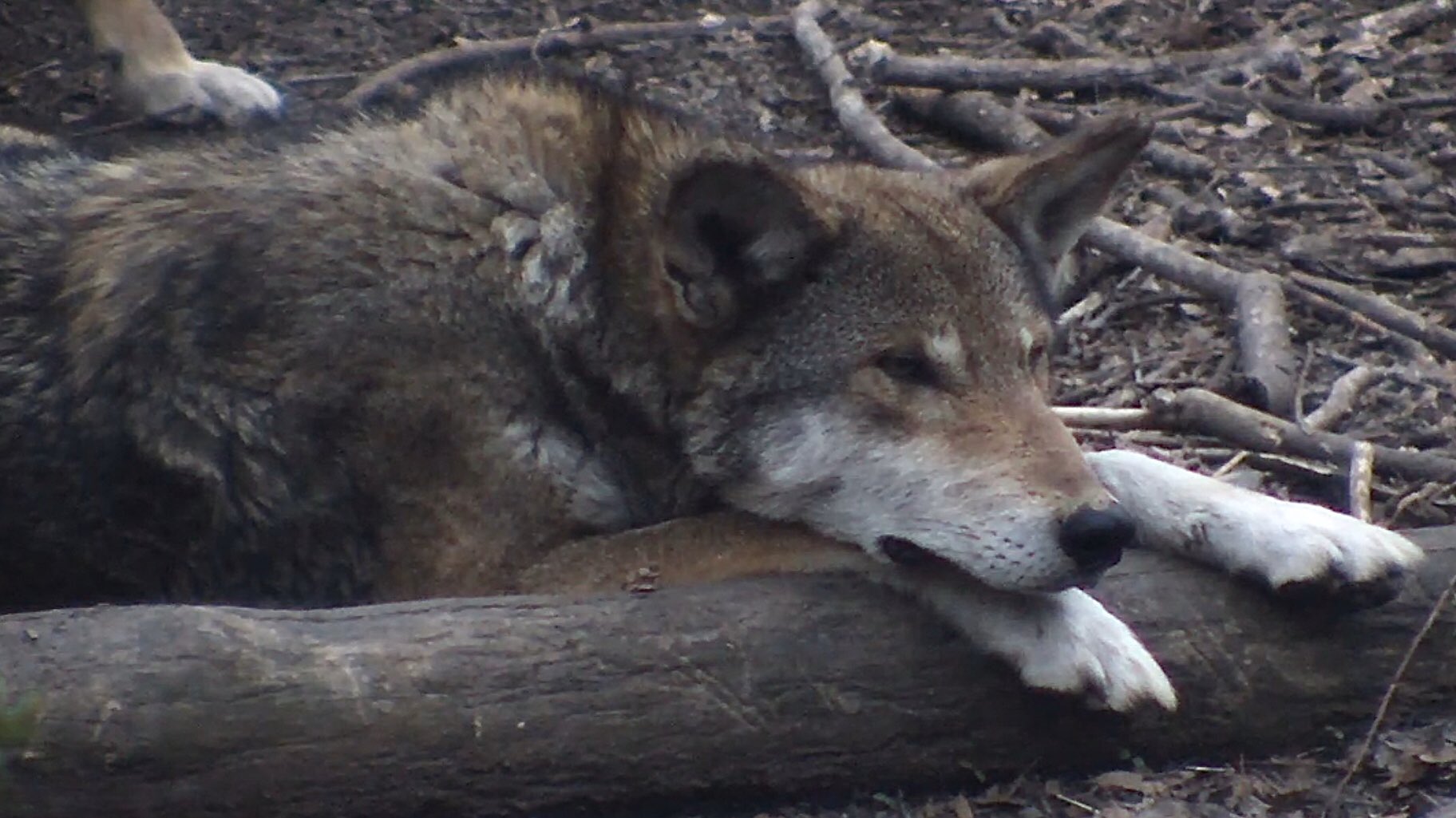 Where Do Red Wolves Live