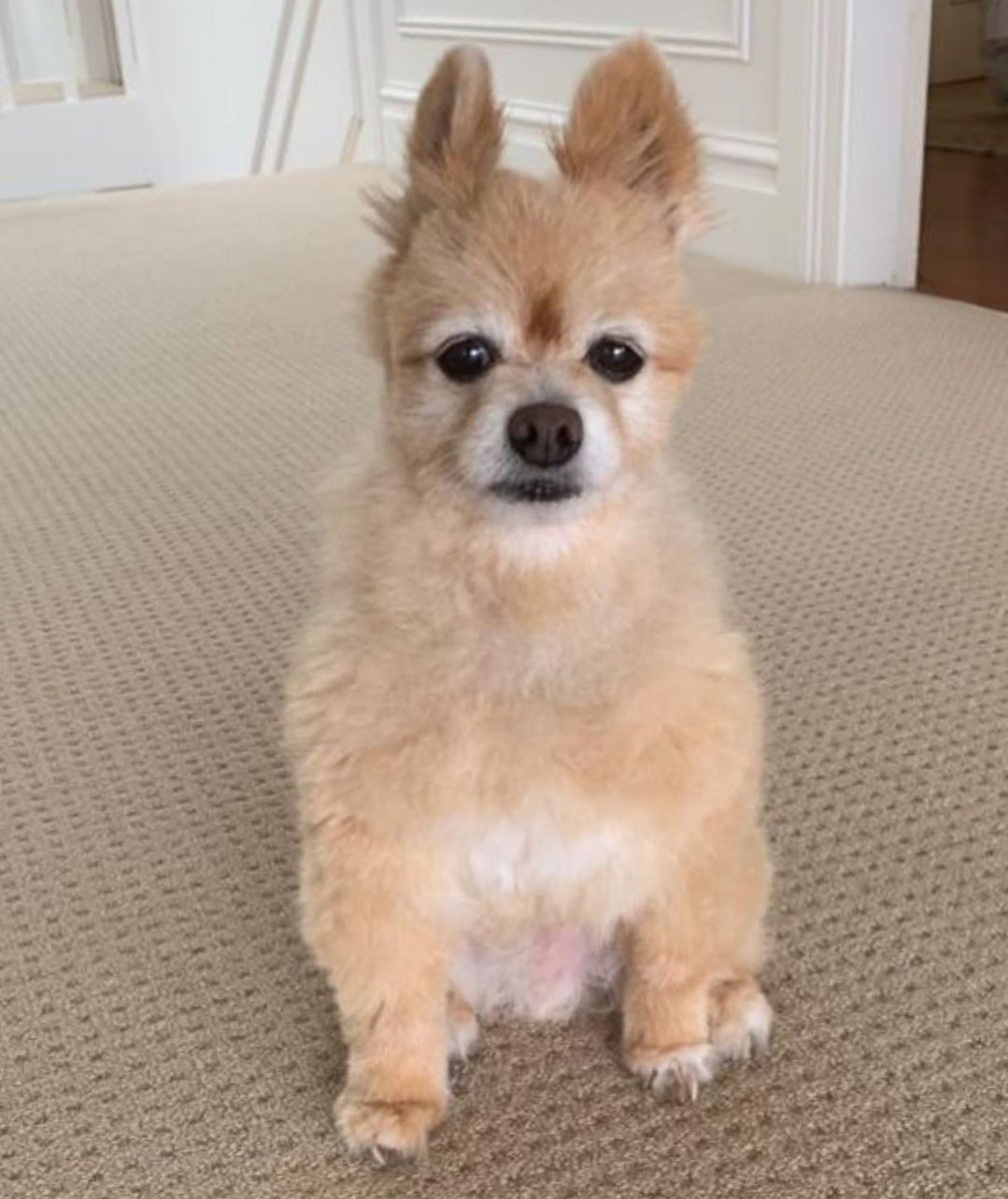 Pomeranian Fox Haircut