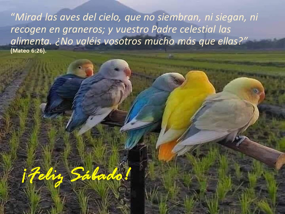 Arsenal Registrarse Sin lugar a dudas mirad las aves No puedo ...