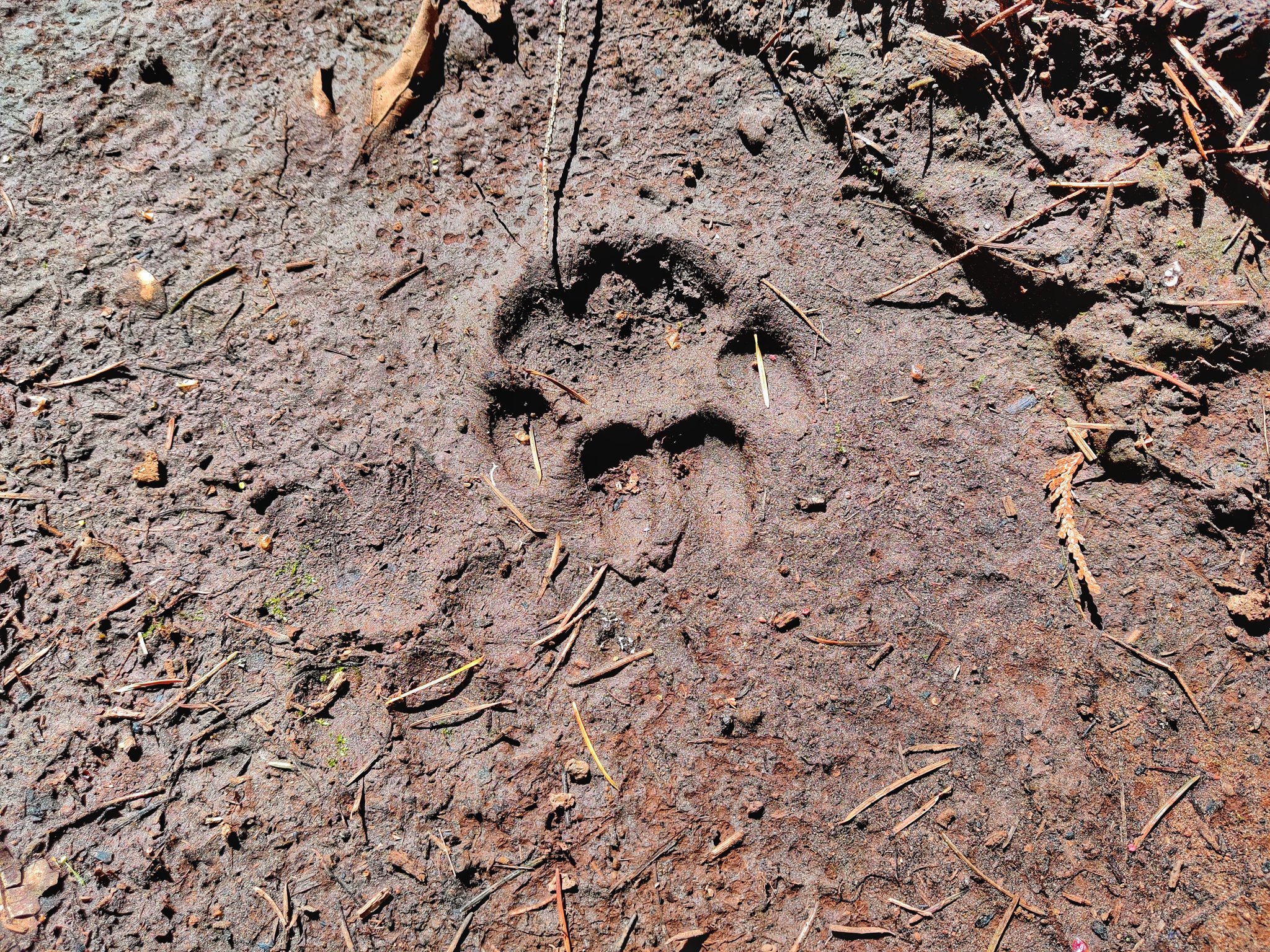 Cougar Tracks In Mud