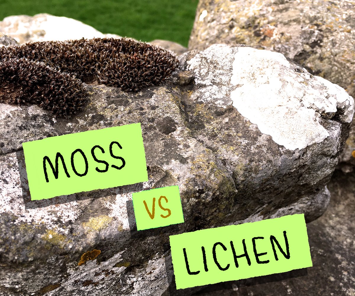 「My new book of Science cartoons is out TODAY in North Americ」Tom Gauldの漫画