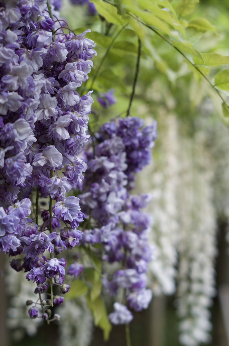 ライデル(@berry_rydell) - Twilog (ツイログ)