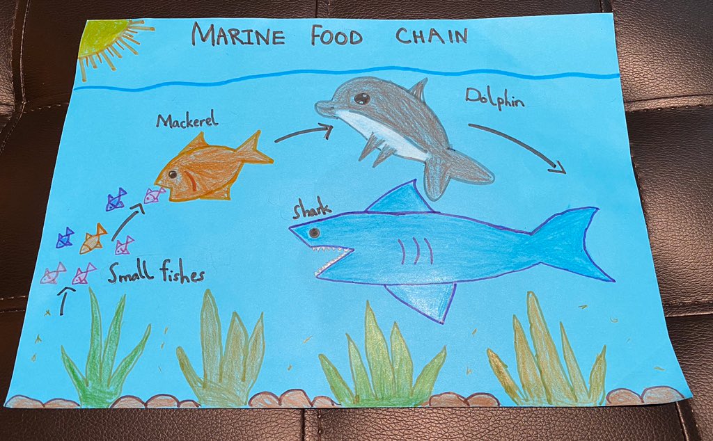 Marine Food Web For Kids