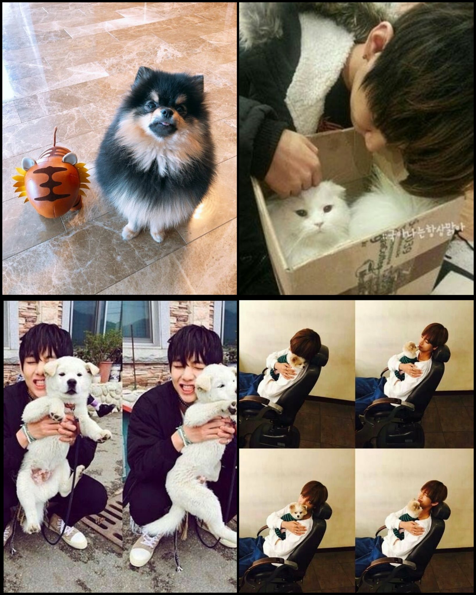 What Is Taehyungs Dog Name