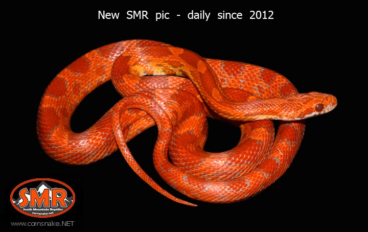 Lava Corn Snake