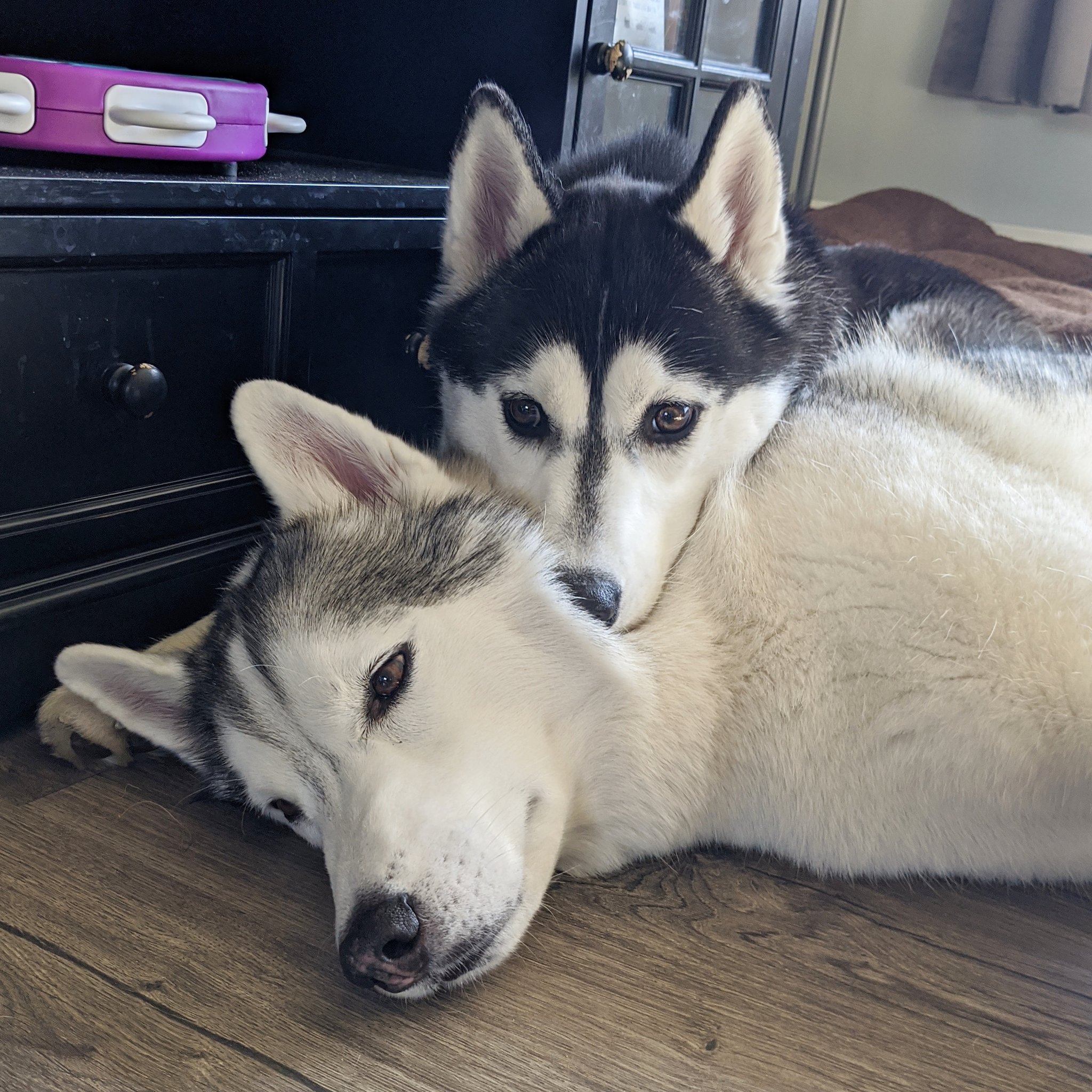 Husky Puppies Cuddling