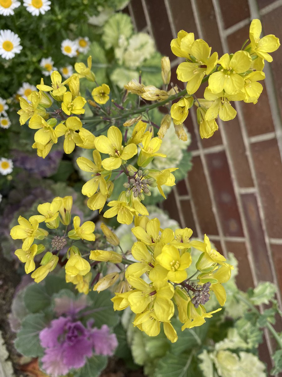 濱砂清（フラウSINKa)です。(@cha3oyaji) - Twilog (ツイログ)