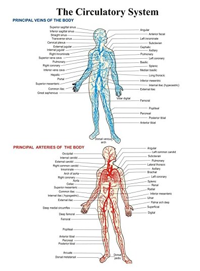 Circulatory System Major Veins