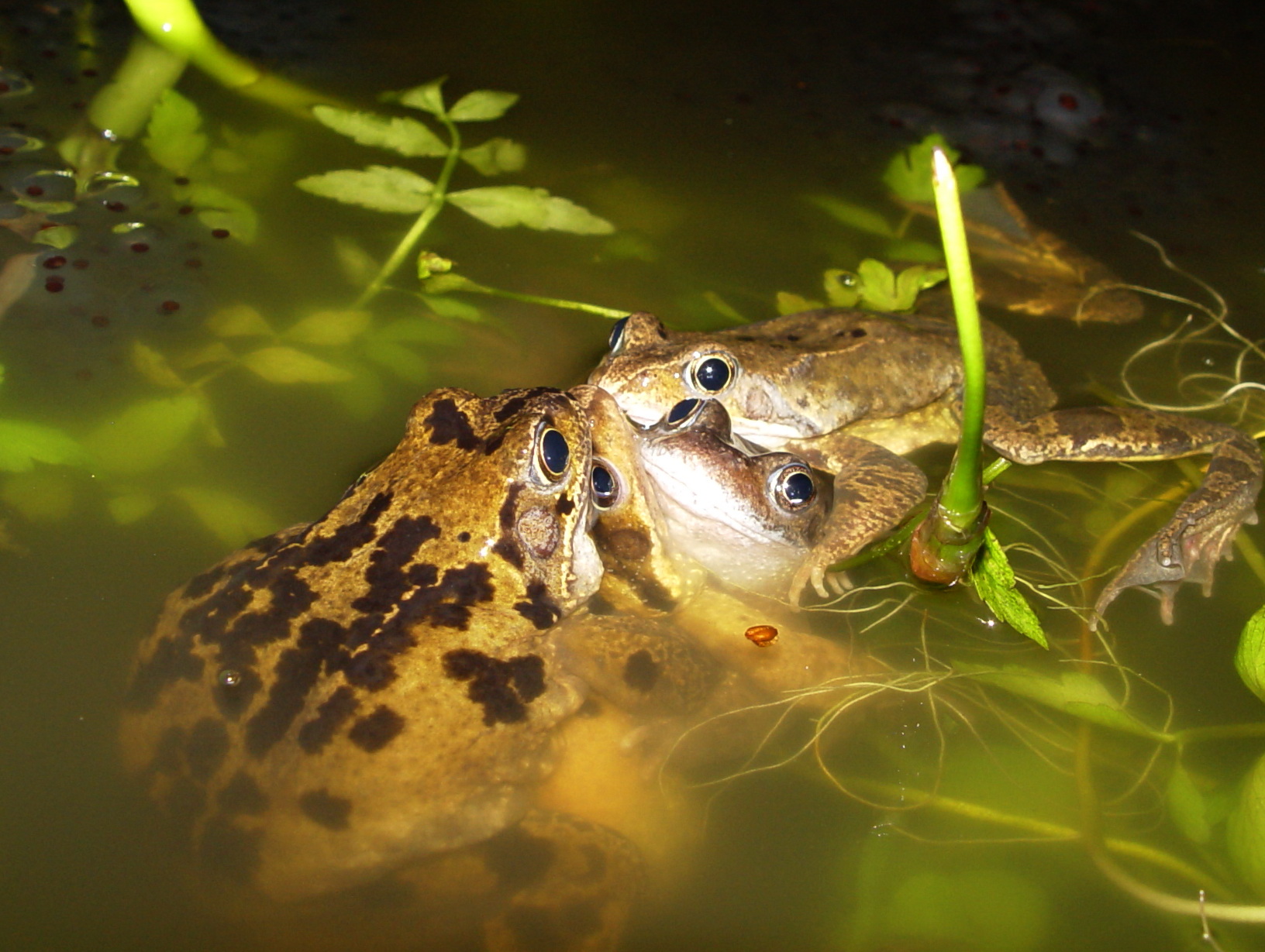 Amphibian and Reptile Conservation on Twitter: "Join John Baker of ...