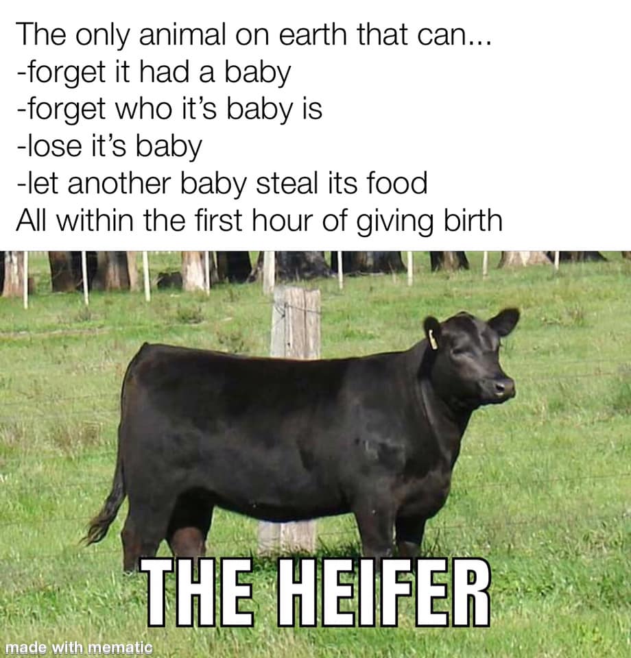 Funny Cow Memes