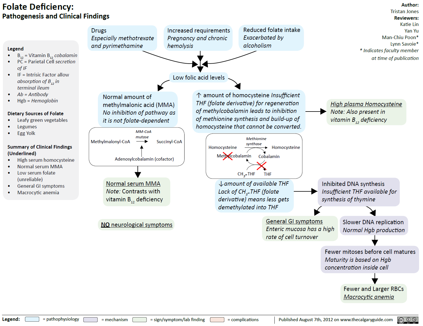 Folate Absorption