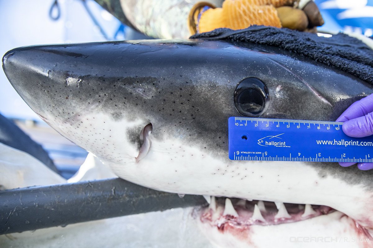 Great White Shark Eyes