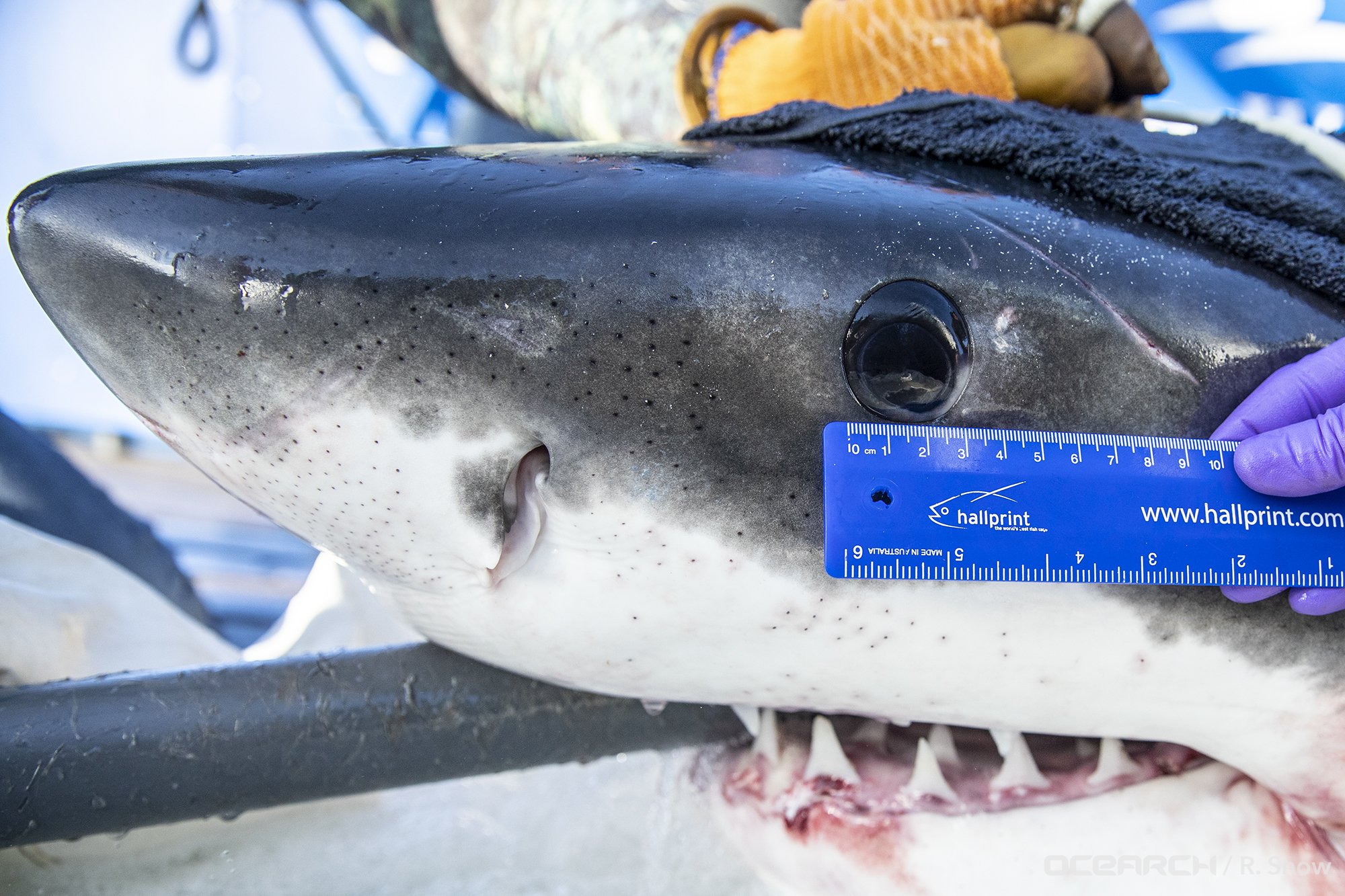 Shark With Human Eyes